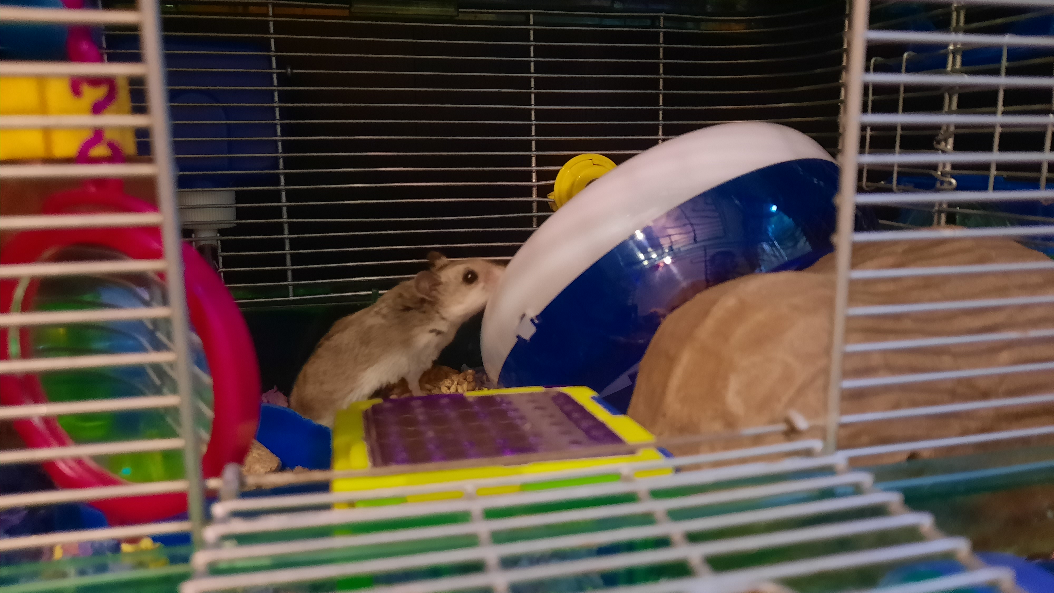 Hana the hamster ran her wheel off the frame.