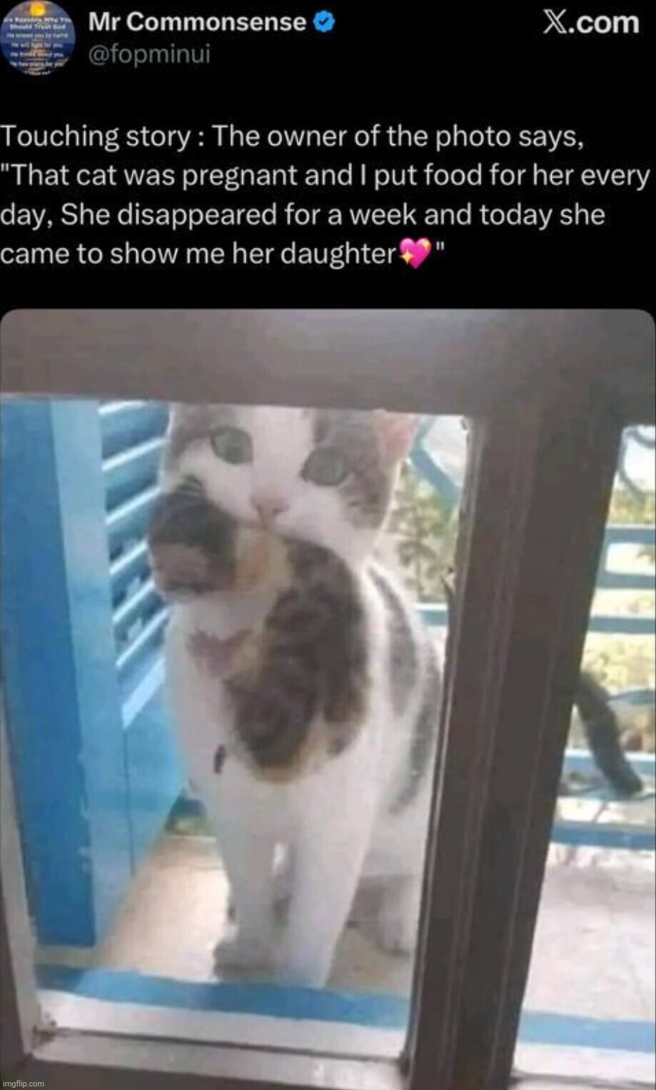 simplistic perky colour